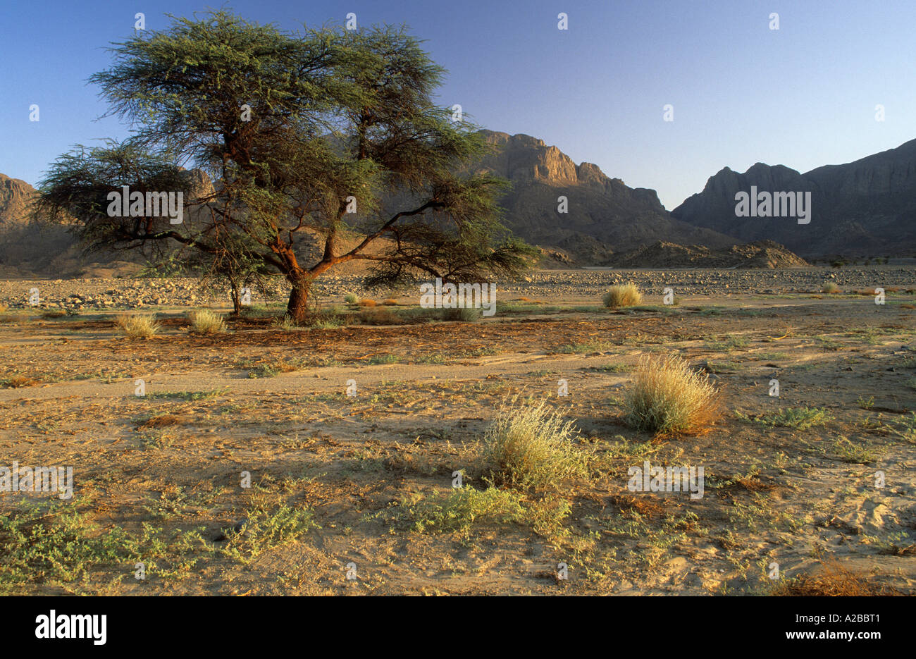 Acacia tree in a dry rocky valley hi-res stock photography and images ...