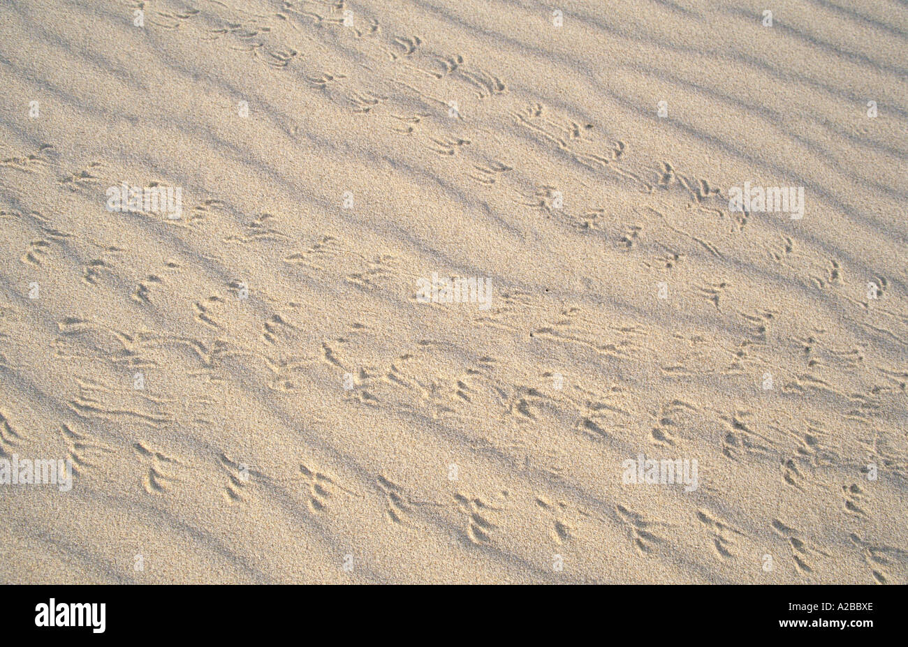Animal tracks in the sand Stock Photo - Alamy