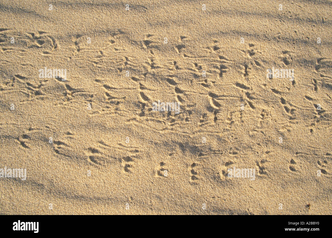 Animal tracks in the sand Stock Photo - Alamy