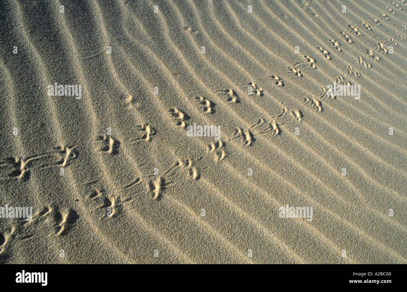 Desert sand footprint australia hi-res stock photography and images - Alamy