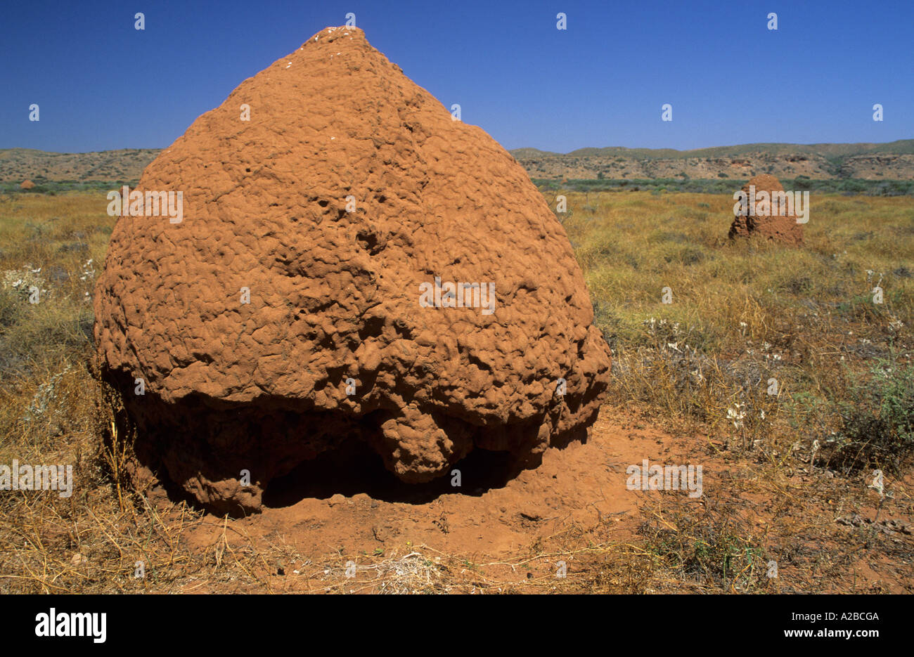 Mound building termites hi-res stock photography and images - Alamy