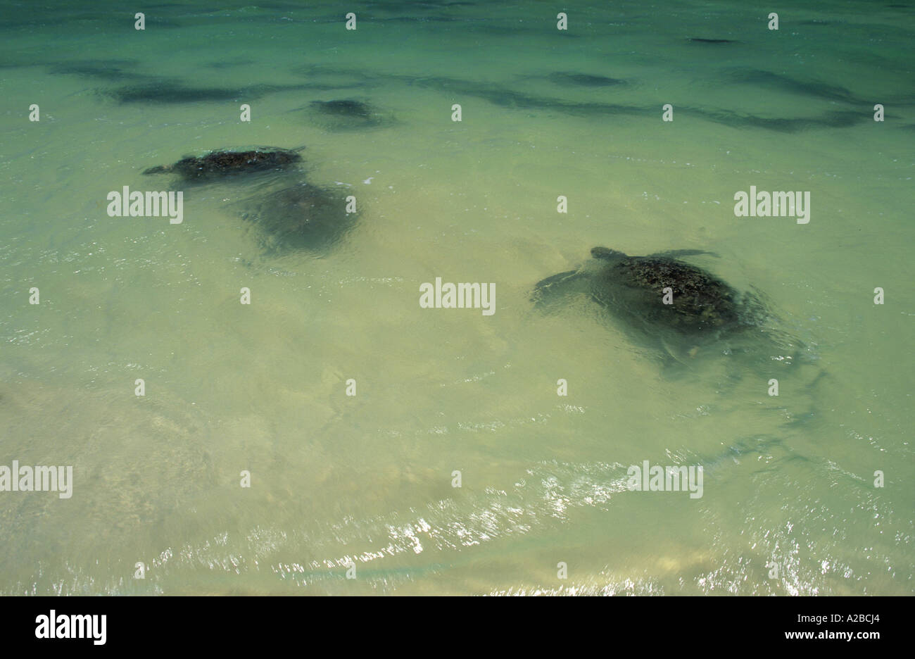 Ningaloo reef turtle hi-res stock photography and images - Alamy