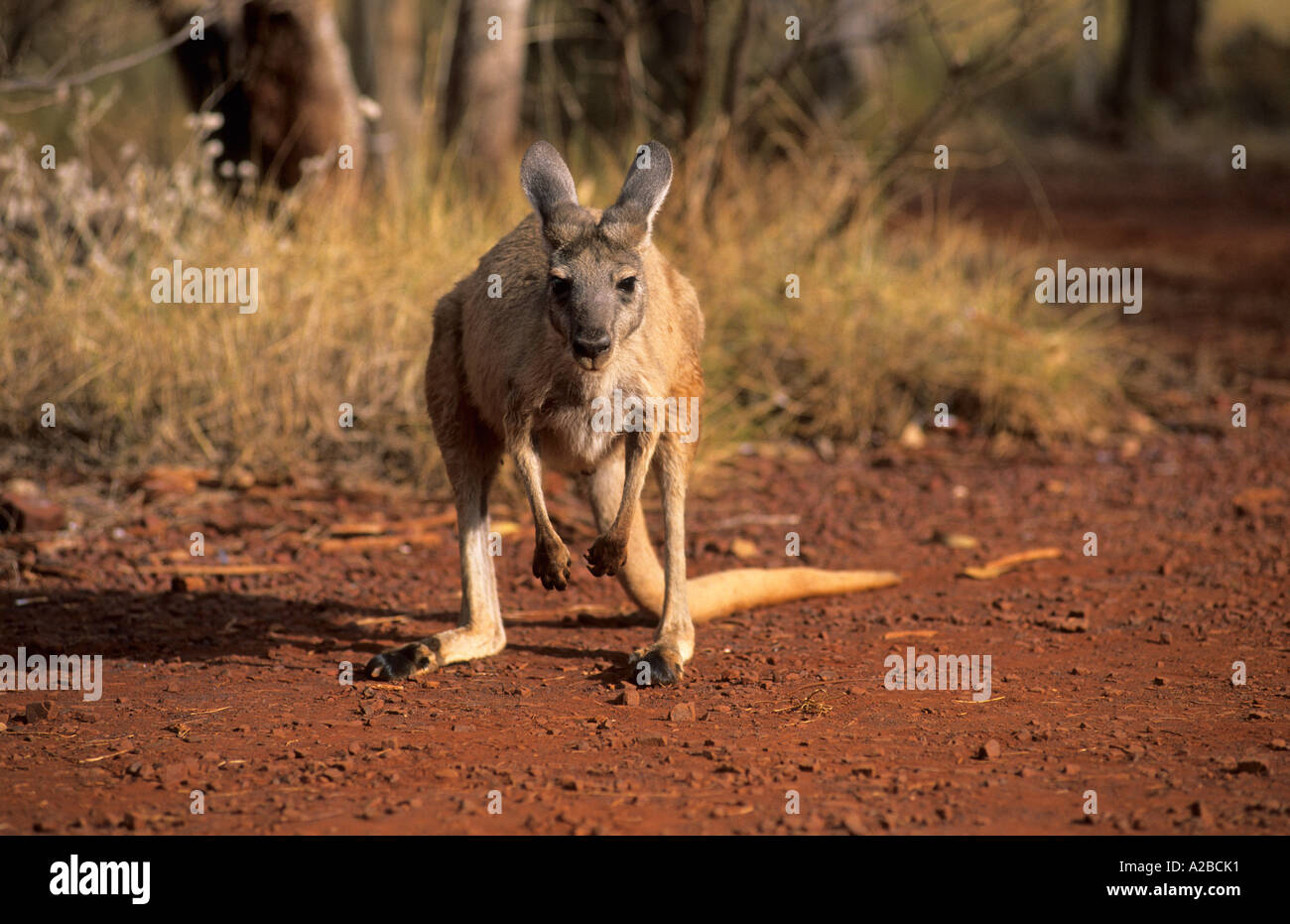 Giant red kangaroo sitting in the forest, Karijini National Park ...