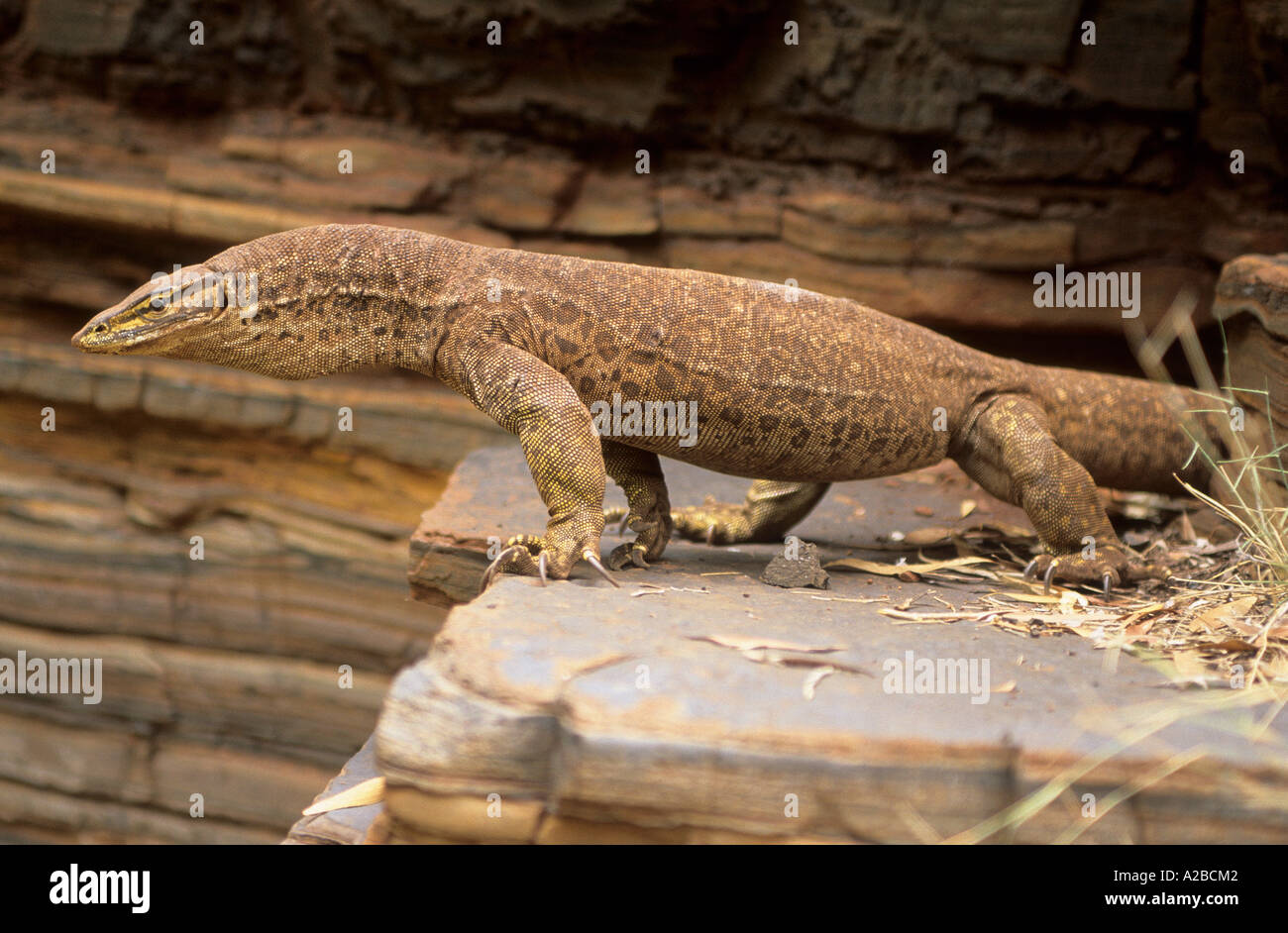 Perenty monitor hi-res stock photography and images - Alamy