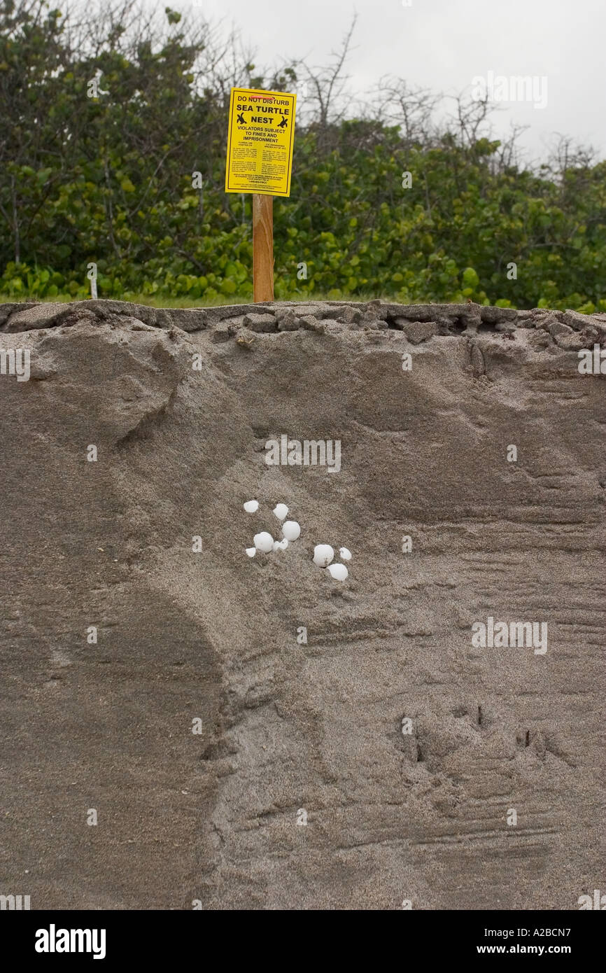 Endangered sea turtle eggs exposed on a critically eroded beach Stock ...