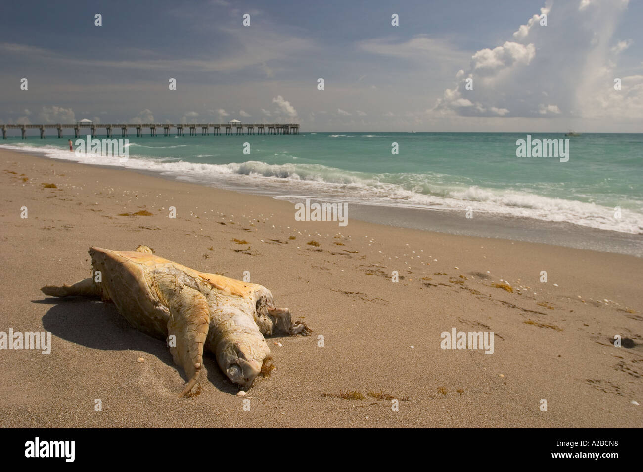 Dead stranded loggerhead sea turtle along a florida beach Stock Photo ...