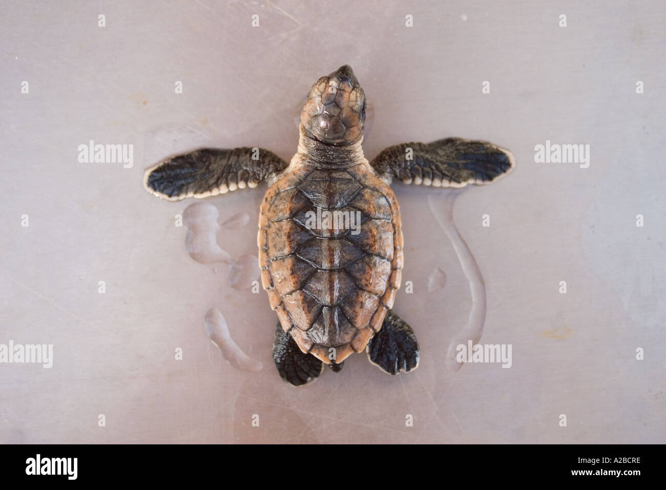 Hawksbill sea turtle hatchling Stock Photo - Alamy
