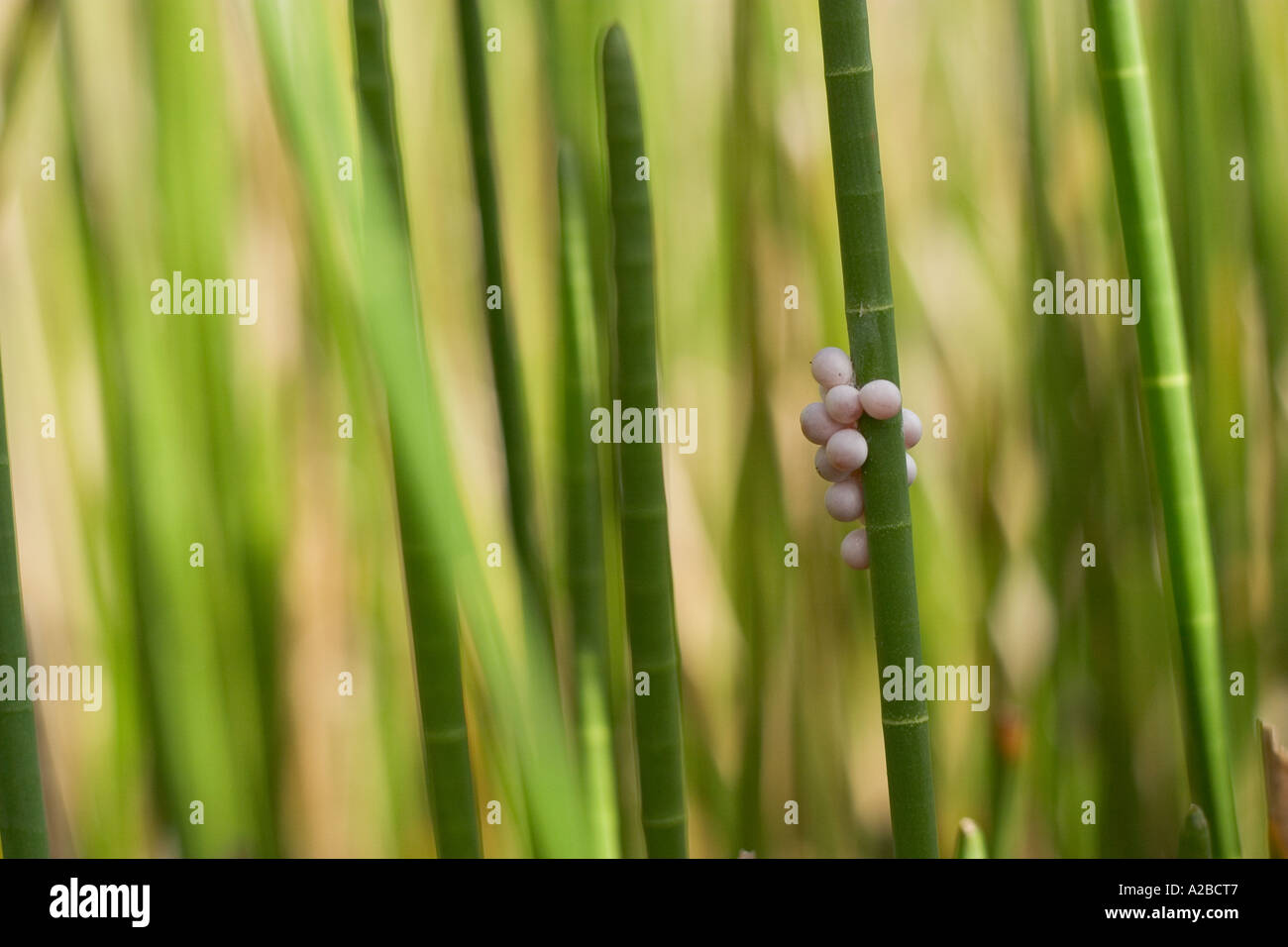 Pomacea paludosa eggs hi-res stock photography and images - Alamy
