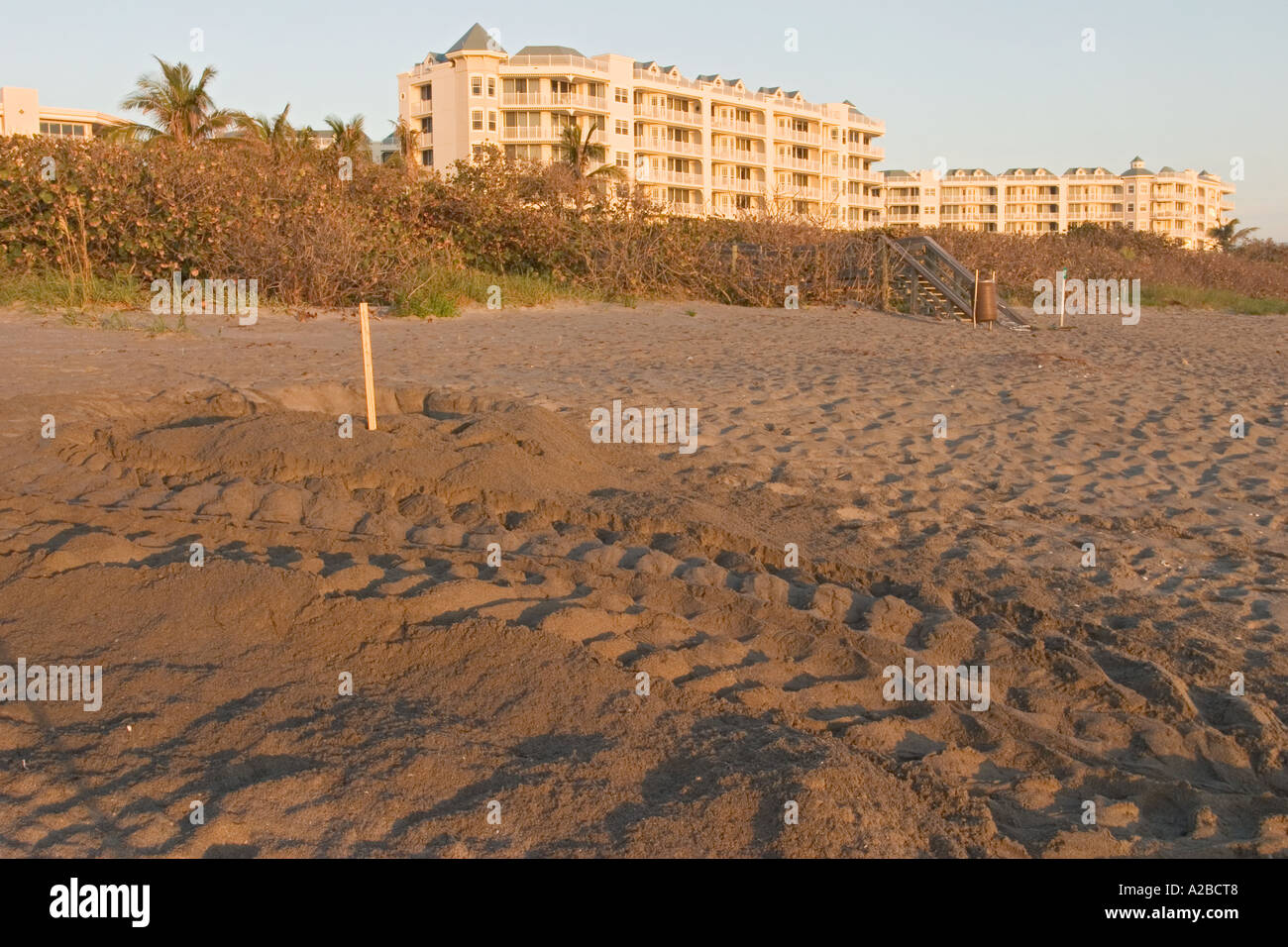 Leatherback sea turtle nest in Florida Stock Photo - Alamy