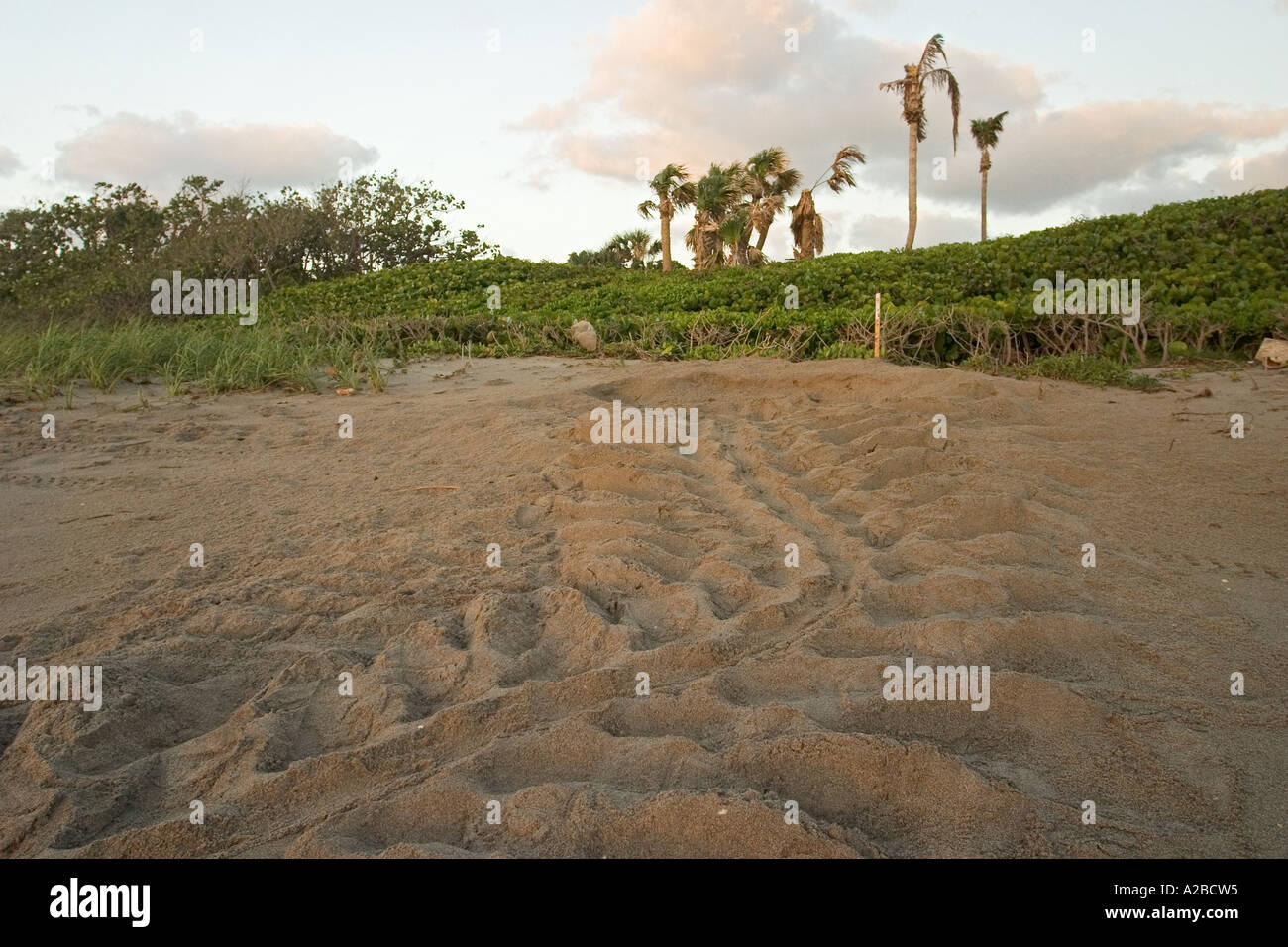 Leatherback sea turtle (Dermochelys coriacea) track Stock Photo - Alamy