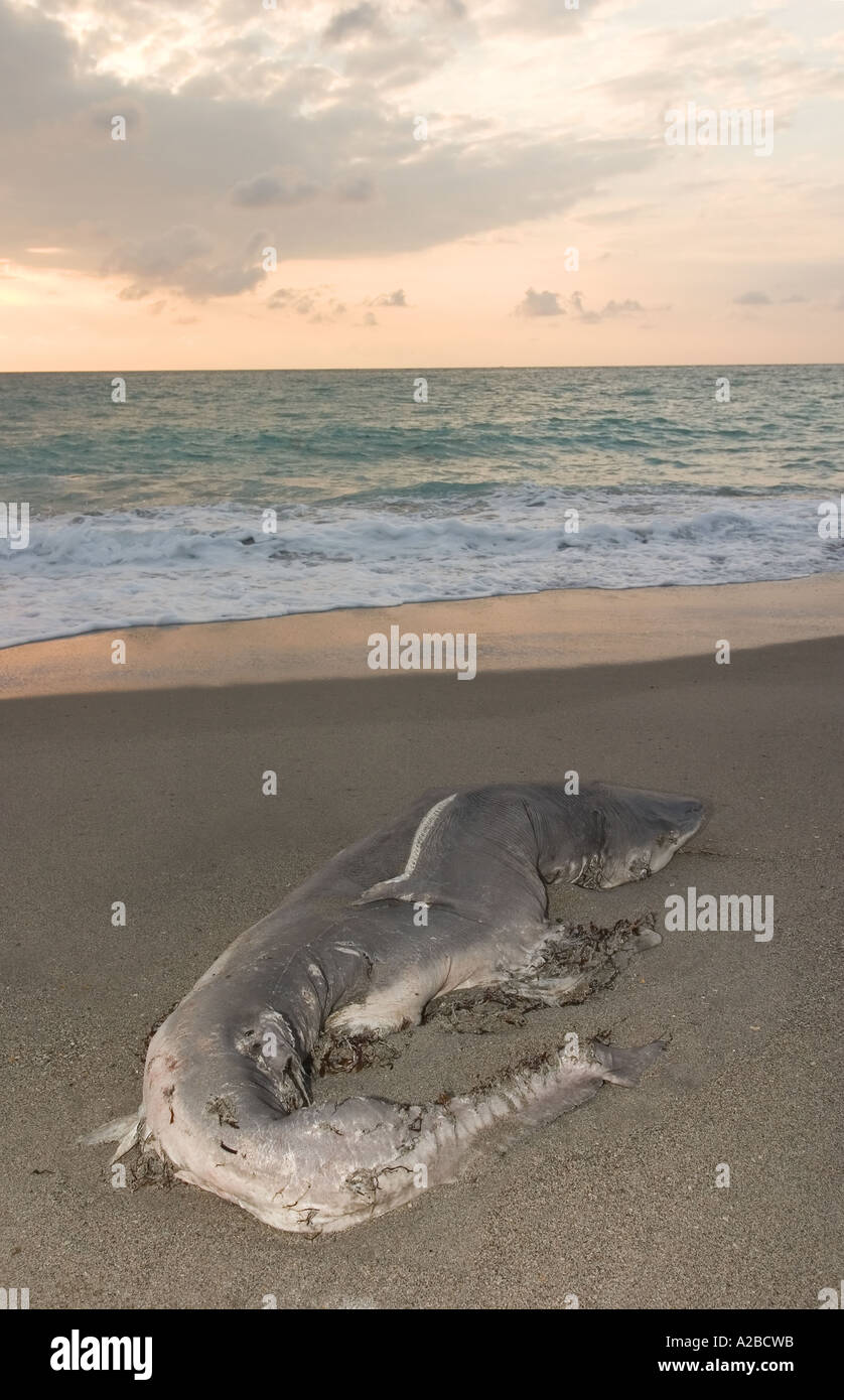 Dead Shark Beach Stock Photos & Dead Shark Beach Stock Images - Alamy