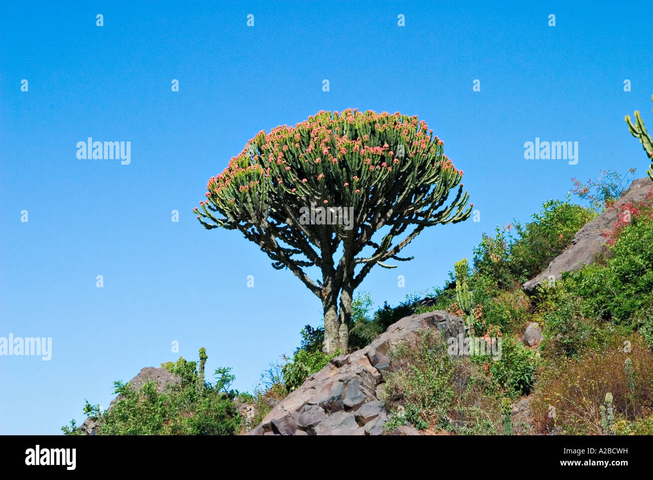 Euphorbia Tree (Euphorbia candelabrum), Ethiopia, Africa Stock Photo ...
