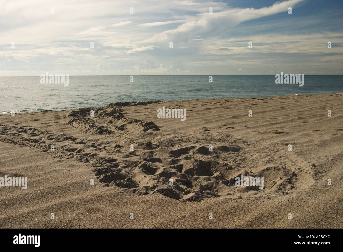 Loggerhead Turtle Tracks Stock Photos & Loggerhead Turtle Tracks Stock ...