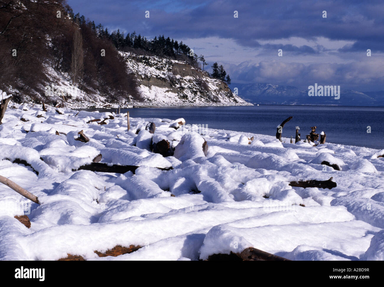 Snowy goose hi-res stock photography and images - Alamy