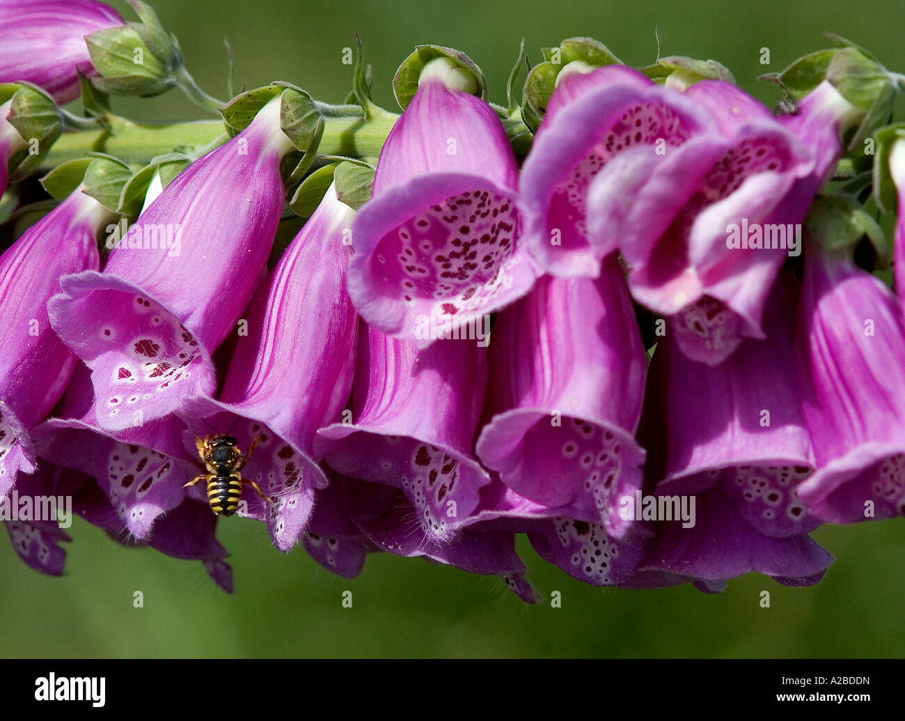 Fox Gloves and Bee Stock Photo - Alamy
