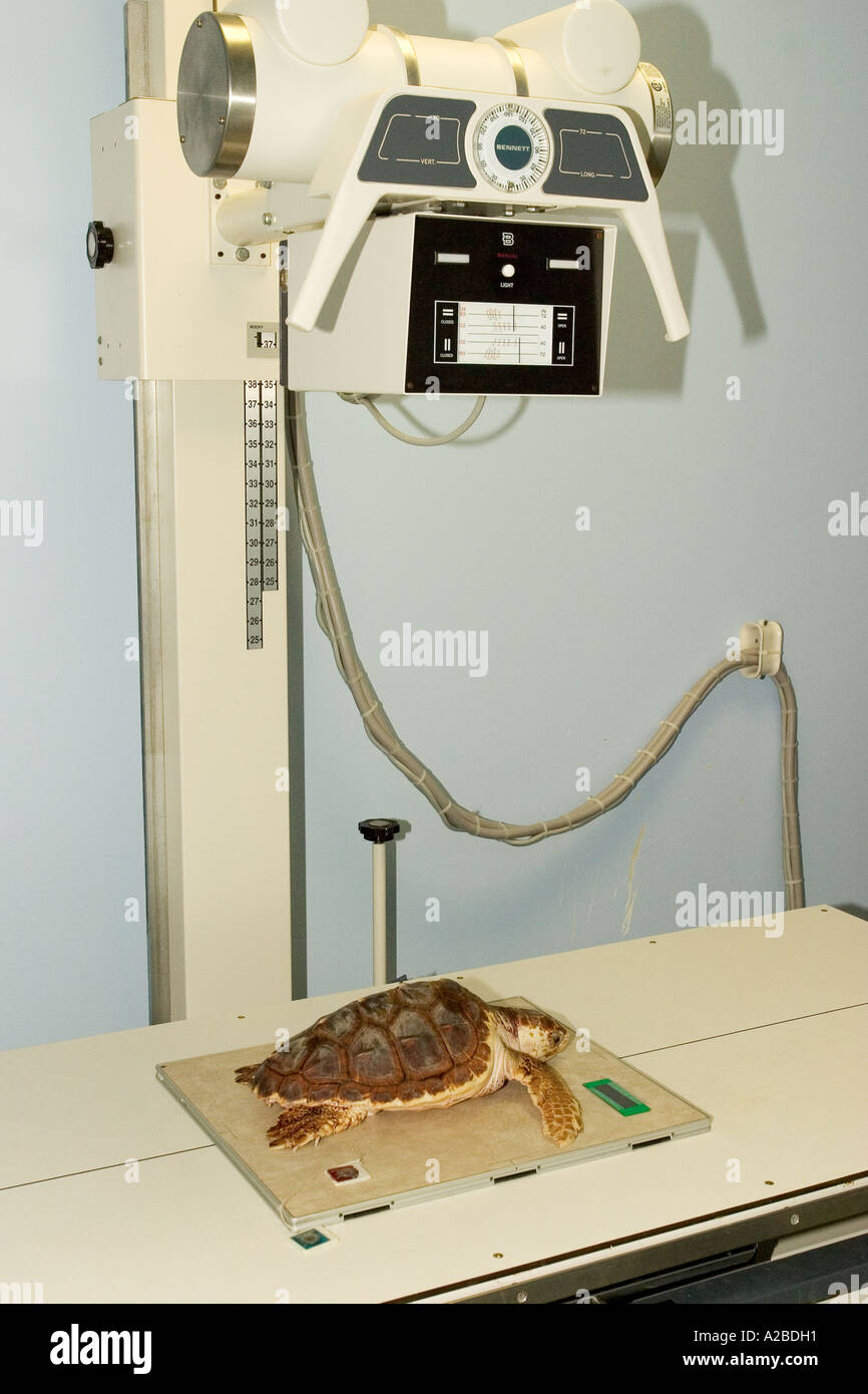 Young loggerhead sea turtle being x-rayed Stock Photo - Alamy