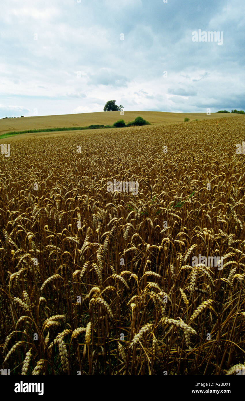 Waiting for harvest hi-res stock photography and images - Alamy