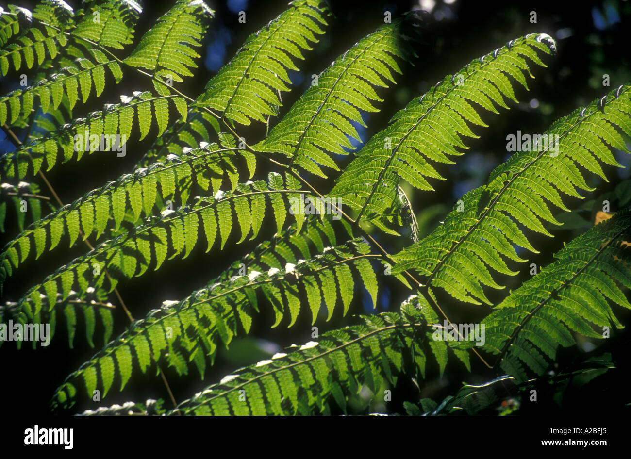 Line of ferns hi-res stock photography and images - Alamy