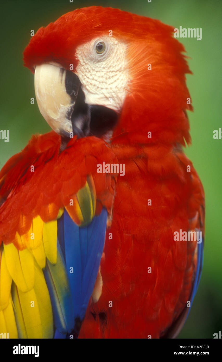 Aras Birds High Resolution Stock Photography and Images - Alamy