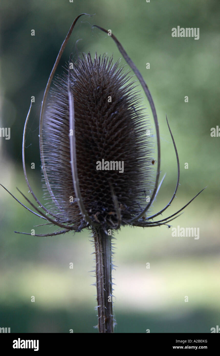 Wool teasel hi-res stock photography and images - Alamy
