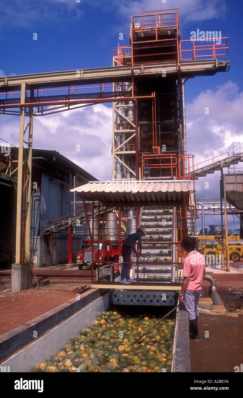 Costa Rica Pineapples High Resolution Stock Photography and Images - Alamy