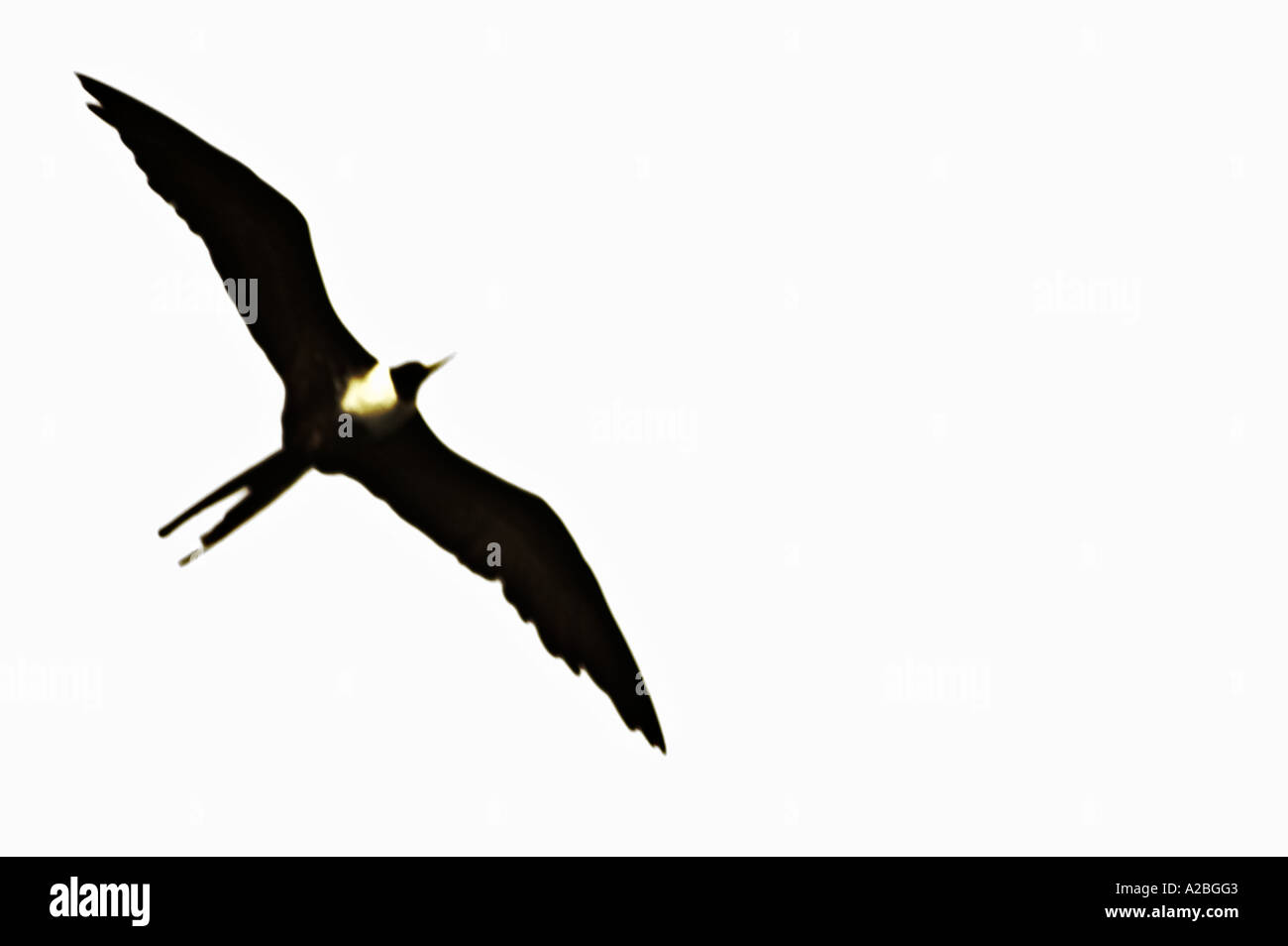 frigate bird in flight high key Stock Photo - Alamy