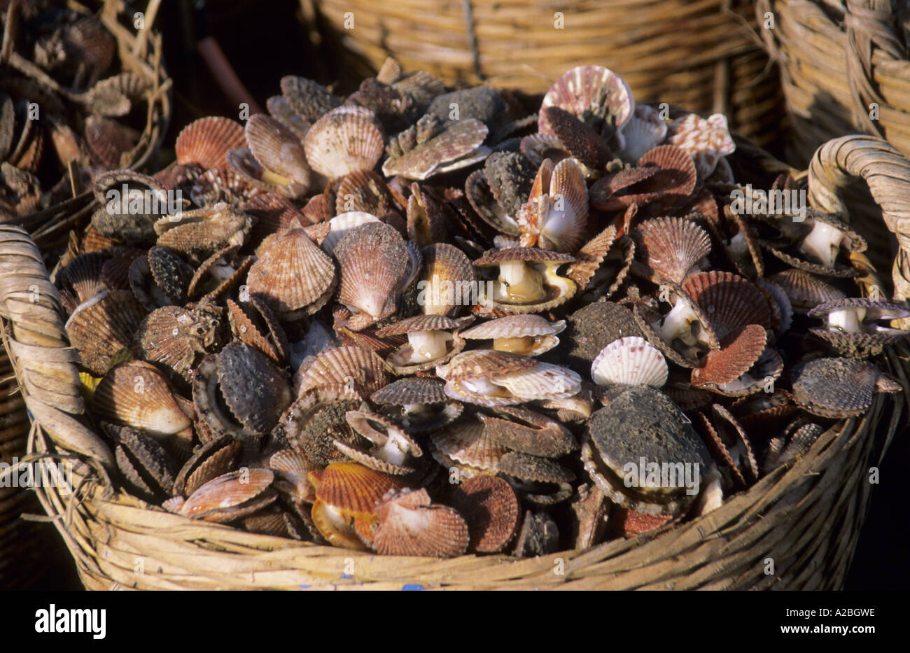 Catch fish fruit de mer protein food delicacy shell harvest hi-res ...