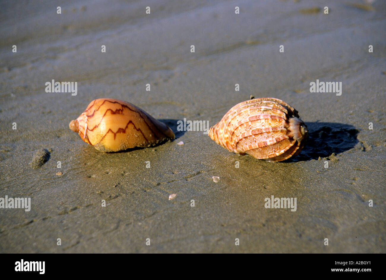 Two conch shells hi-res stock photography and images - Alamy