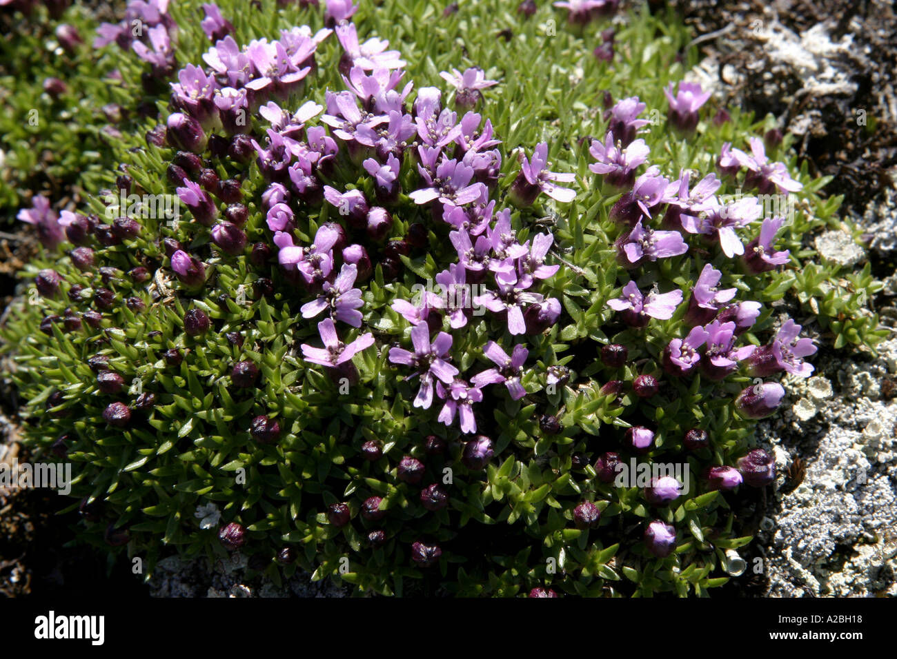 wildflower mountain Moss campion Sound Baffin Island Nunavut Stock ...
