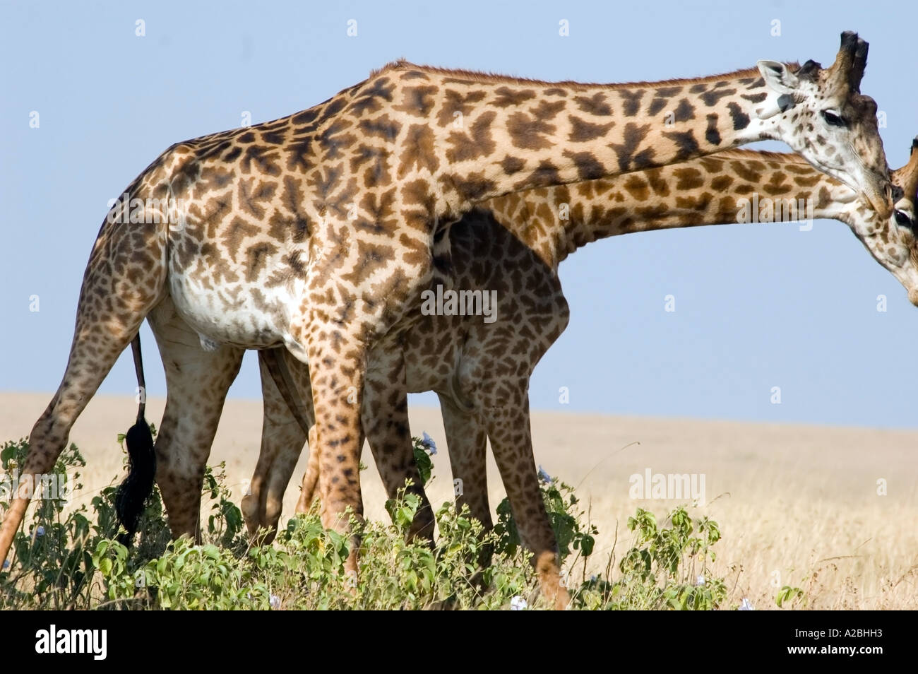 Bend their necks hi-res stock photography and images - Alamy
