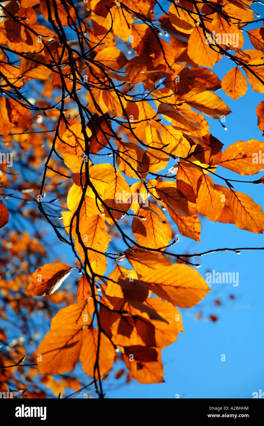 Beech tree in Autumn Stock Photo - Alamy