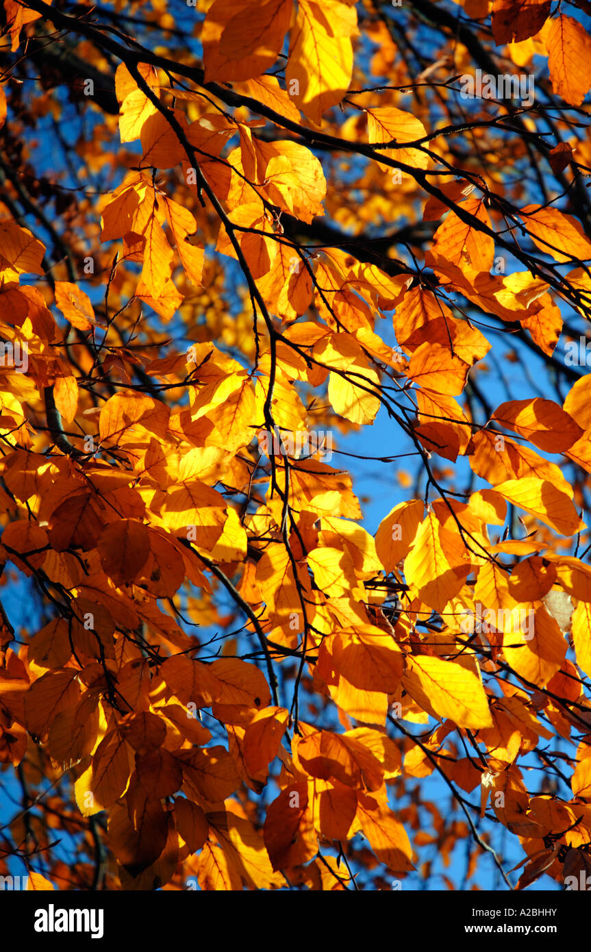 Beech tree in Autumn Stock Photo - Alamy