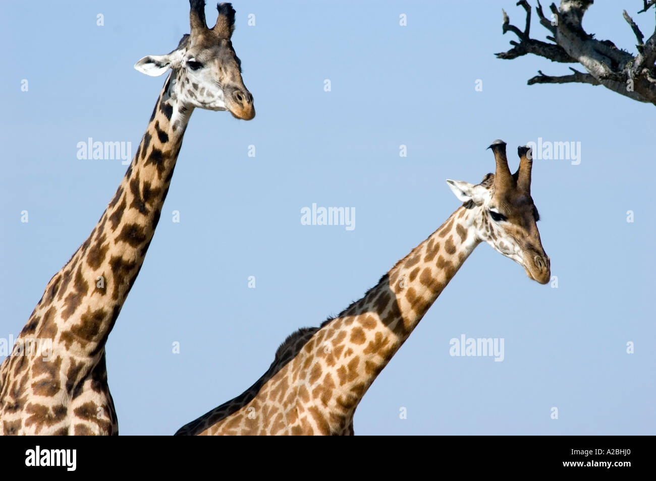 Bend their necks hi-res stock photography and images - Alamy