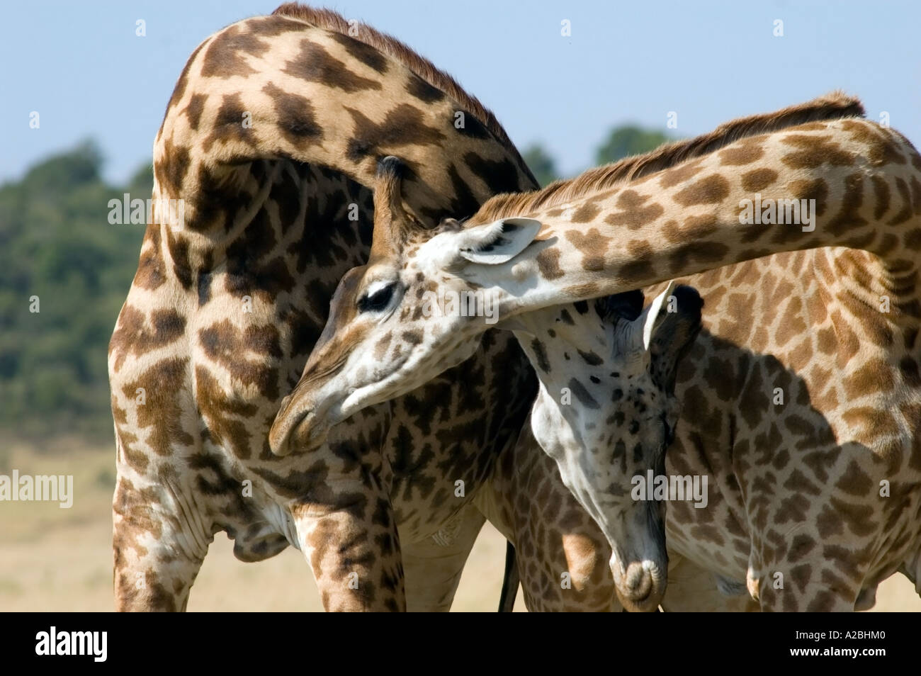 The Maasai Giraffe, Giraffa camelopardalis, mating ritual on the Masai ...