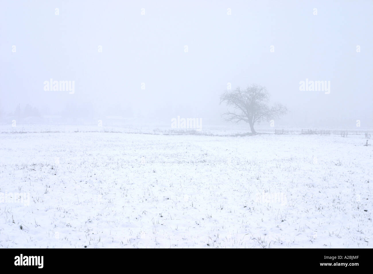 Ron tree hi-res stock photography and images - Alamy