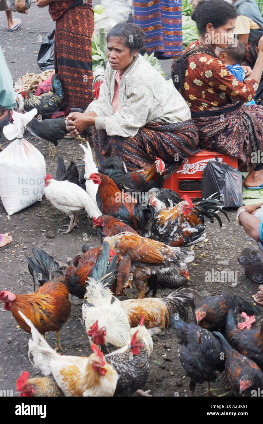 Seated chicken hi-res stock photography and images - Alamy