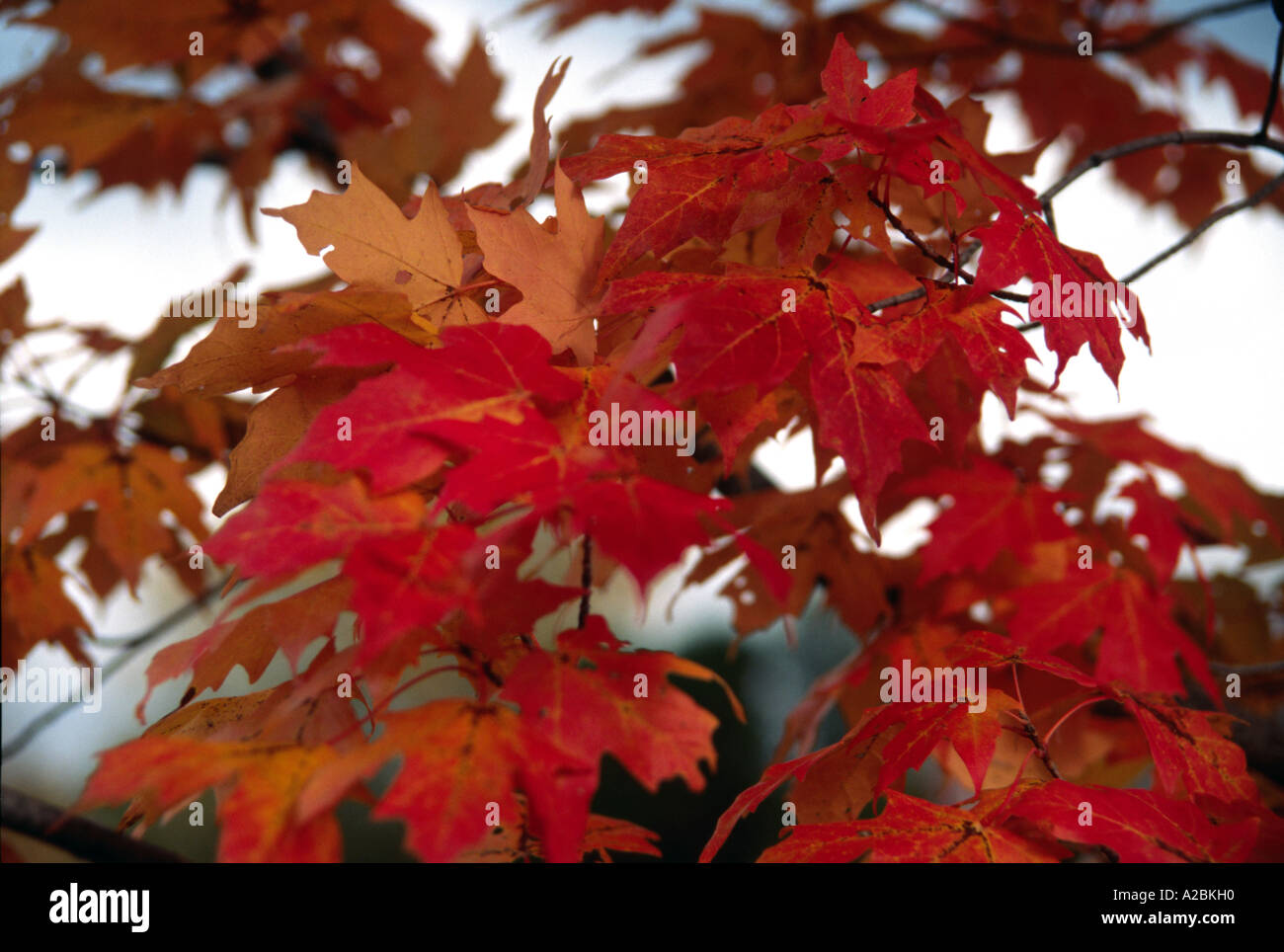 Fall leave symbolize nature's constant cycle Stock Photo - Alamy