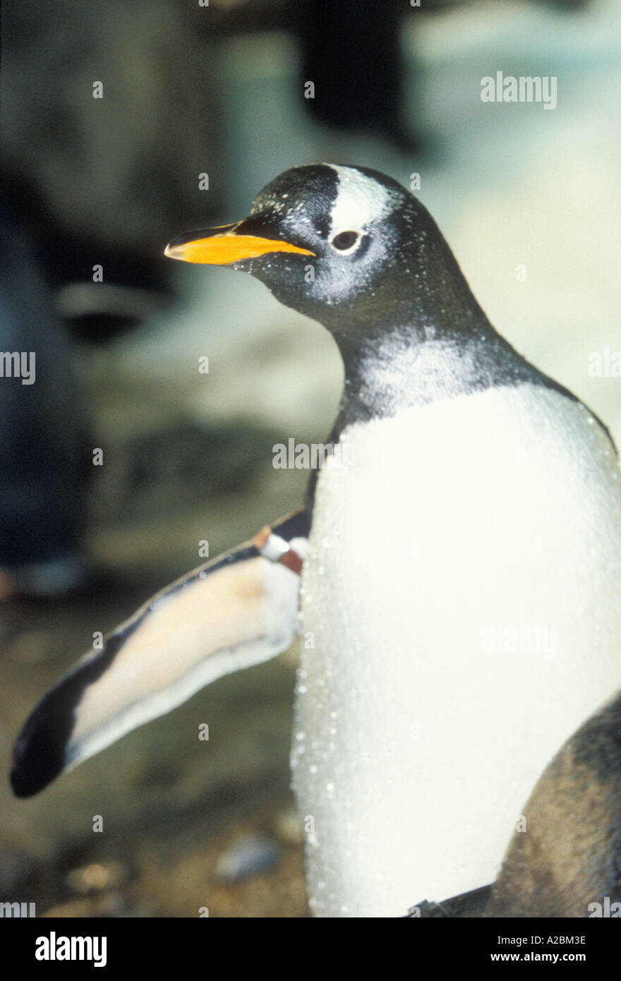 Penguin zone hi-res stock photography and images - Alamy