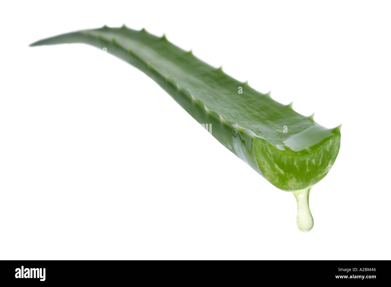 Aloe Vera dripping Stock Photo - Alamy