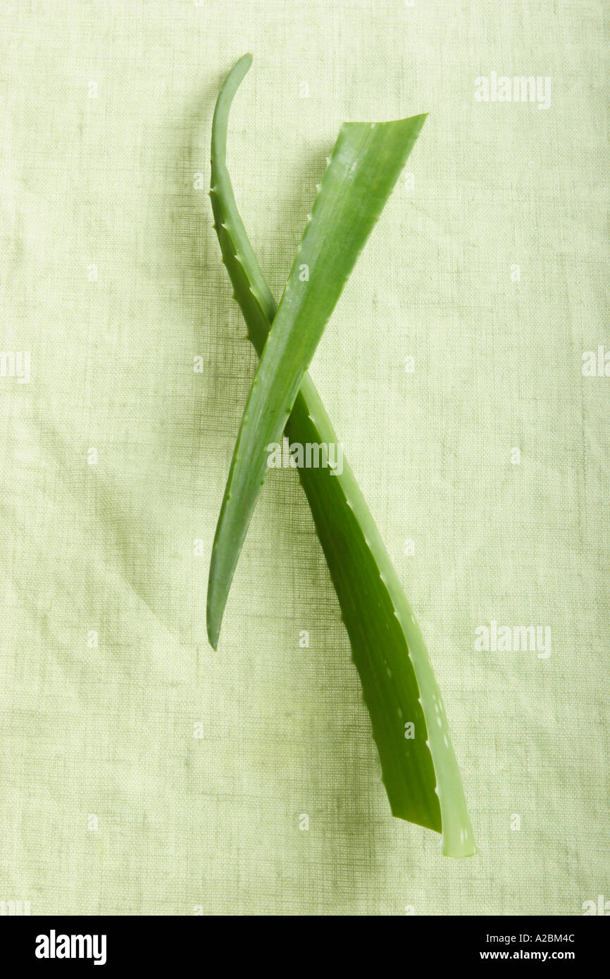 Barbados aloe aloe barbadensis hi-res stock photography and images - Alamy