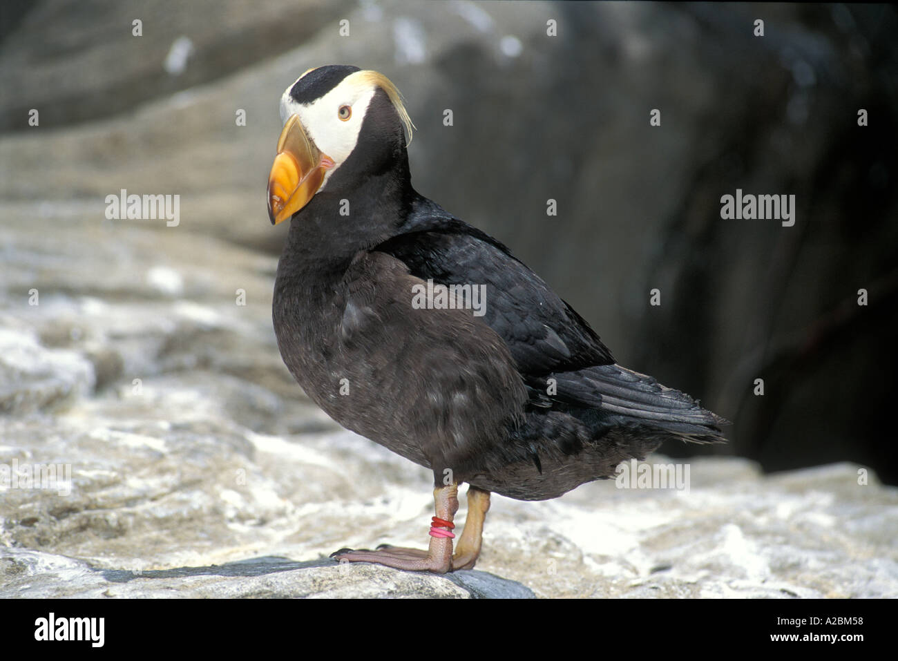 Oregon coast aquarium hi-res stock photography and images - Alamy