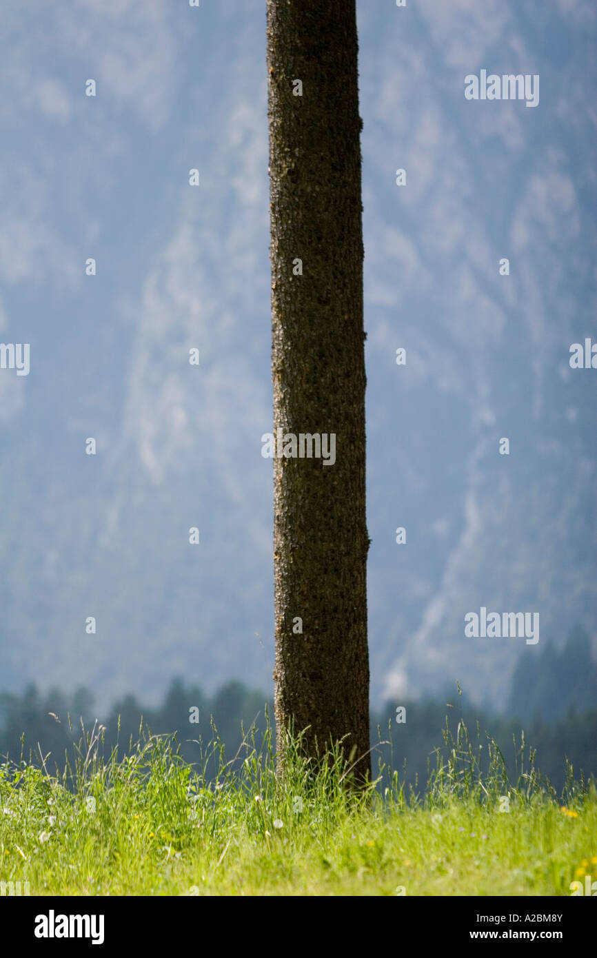 Straight tree trunk in the Dolomites Stock Photo - Alamy