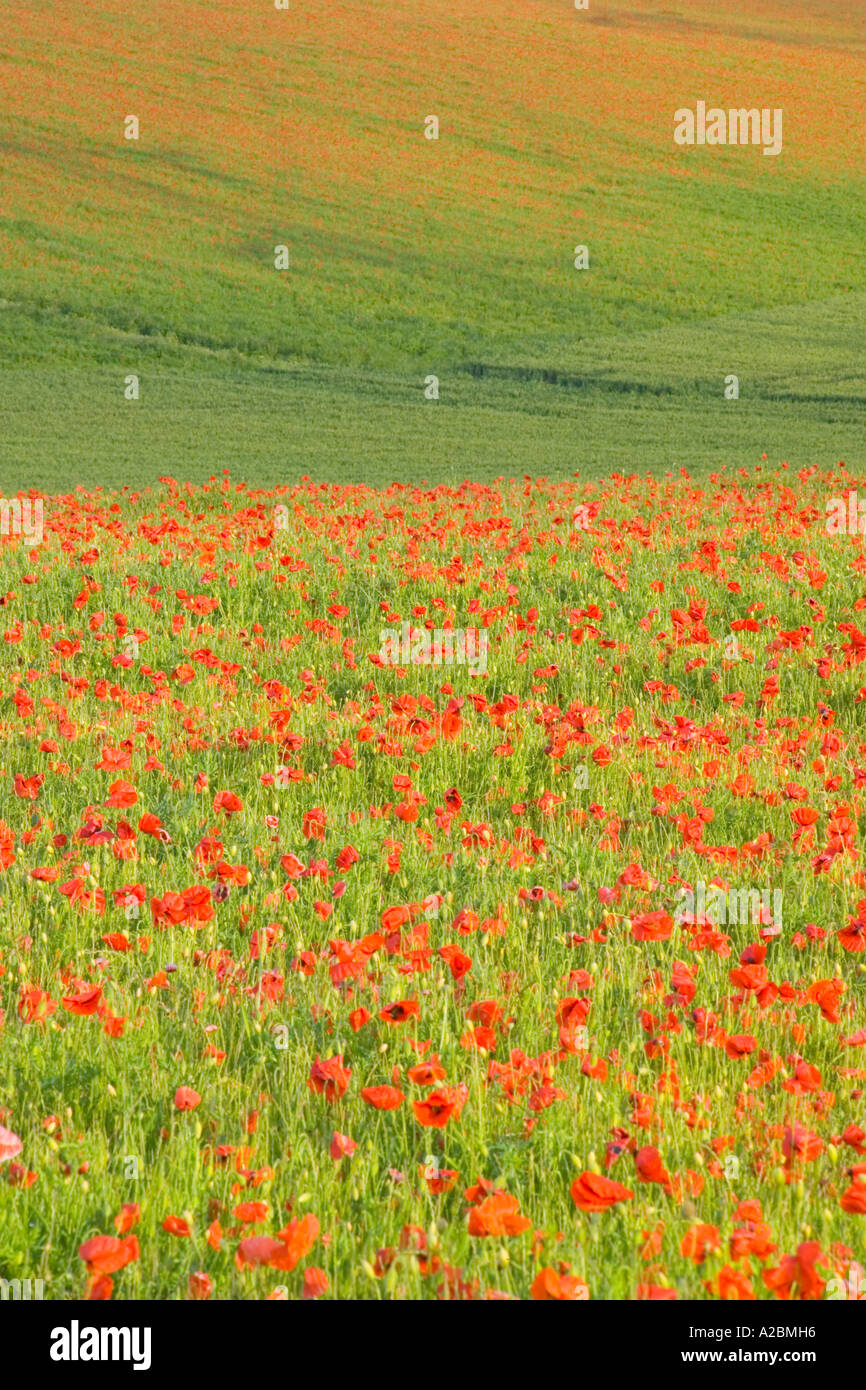 Field of flowering corn poppies Papaver rhoeas Stock Photo - Alamy