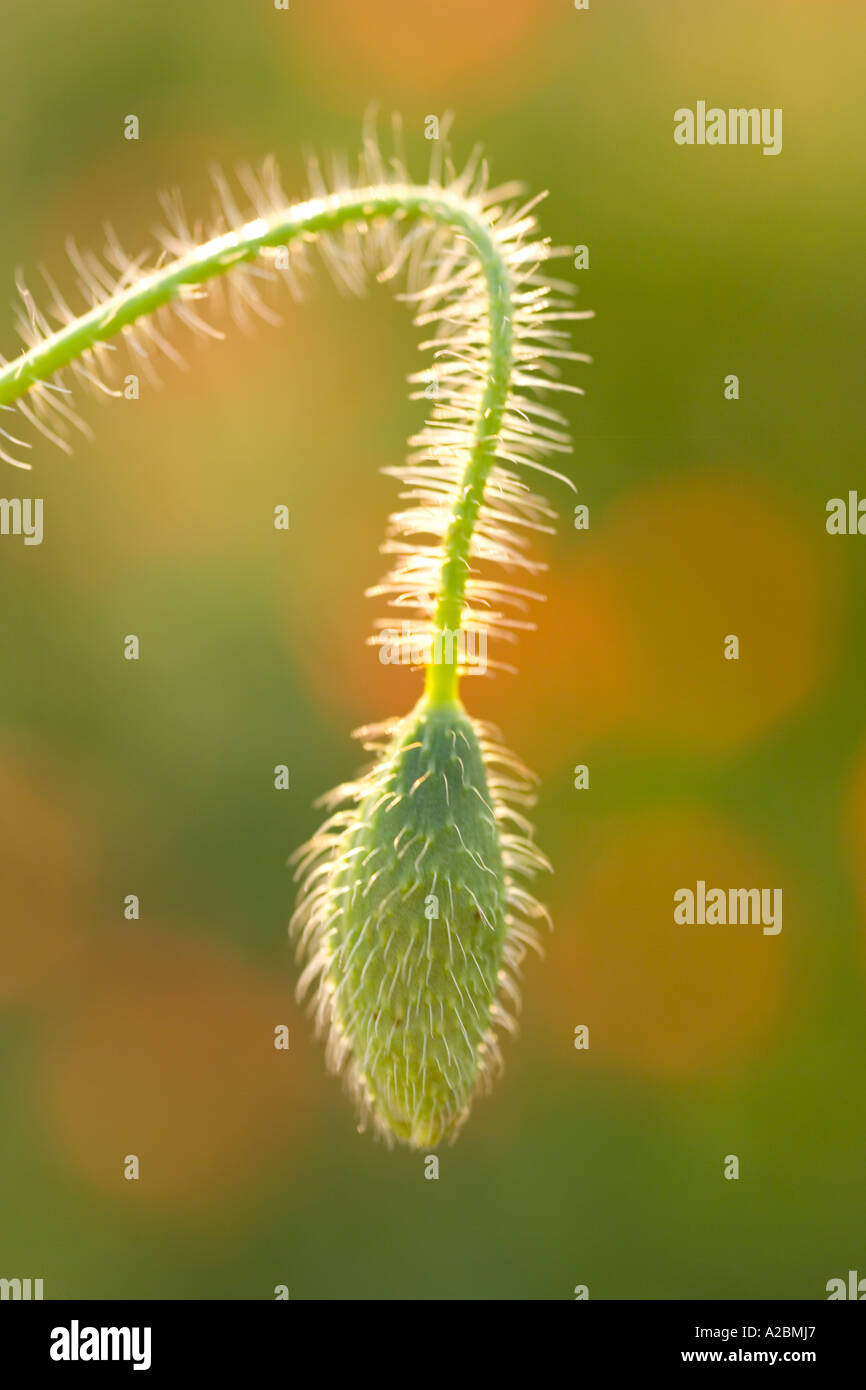 bud of corn poppy Papaver rhoeas Stock Photo - Alamy