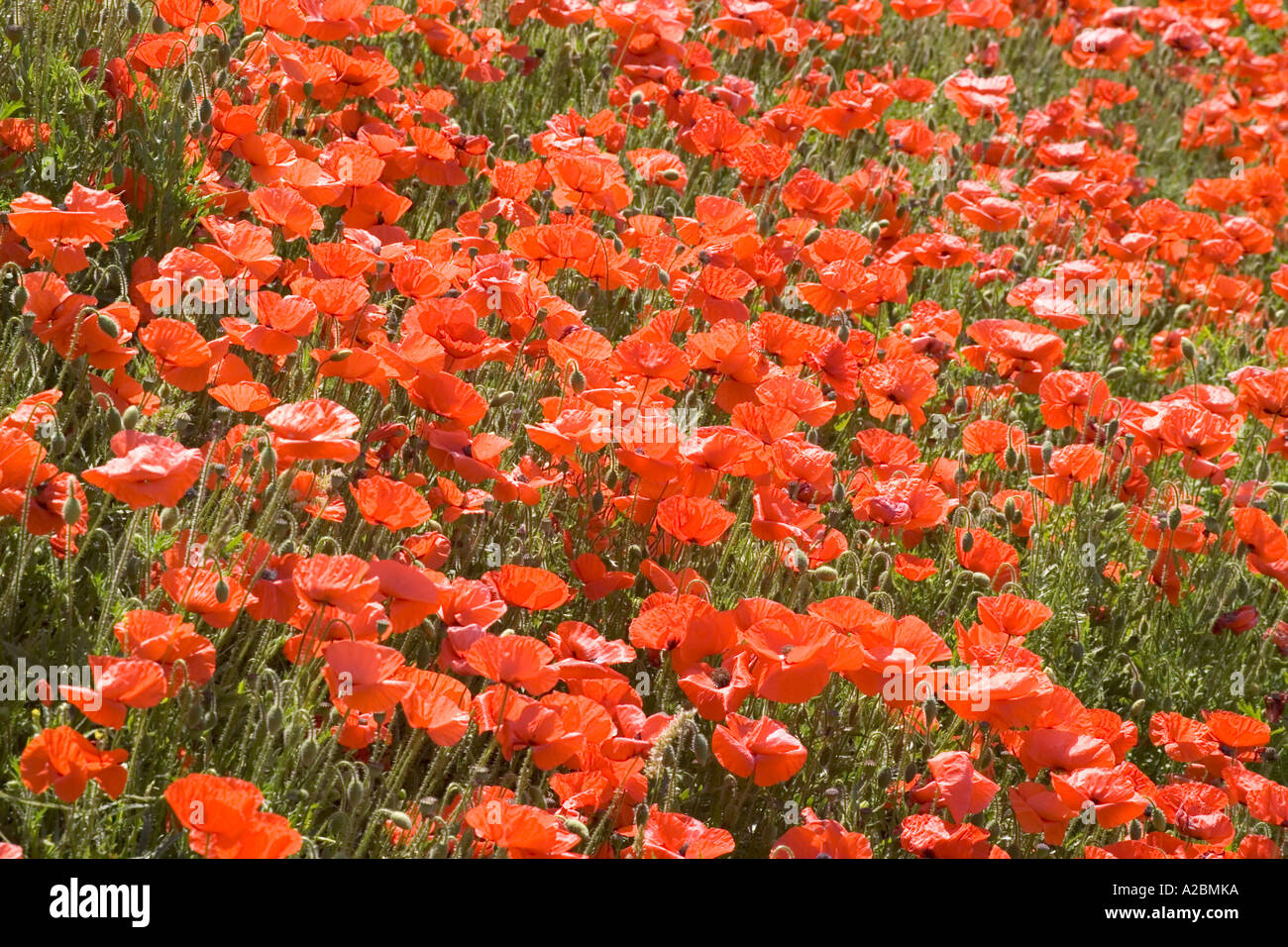 Field of flowering corn poppies Papaver rhoeas Stock Photo - Alamy