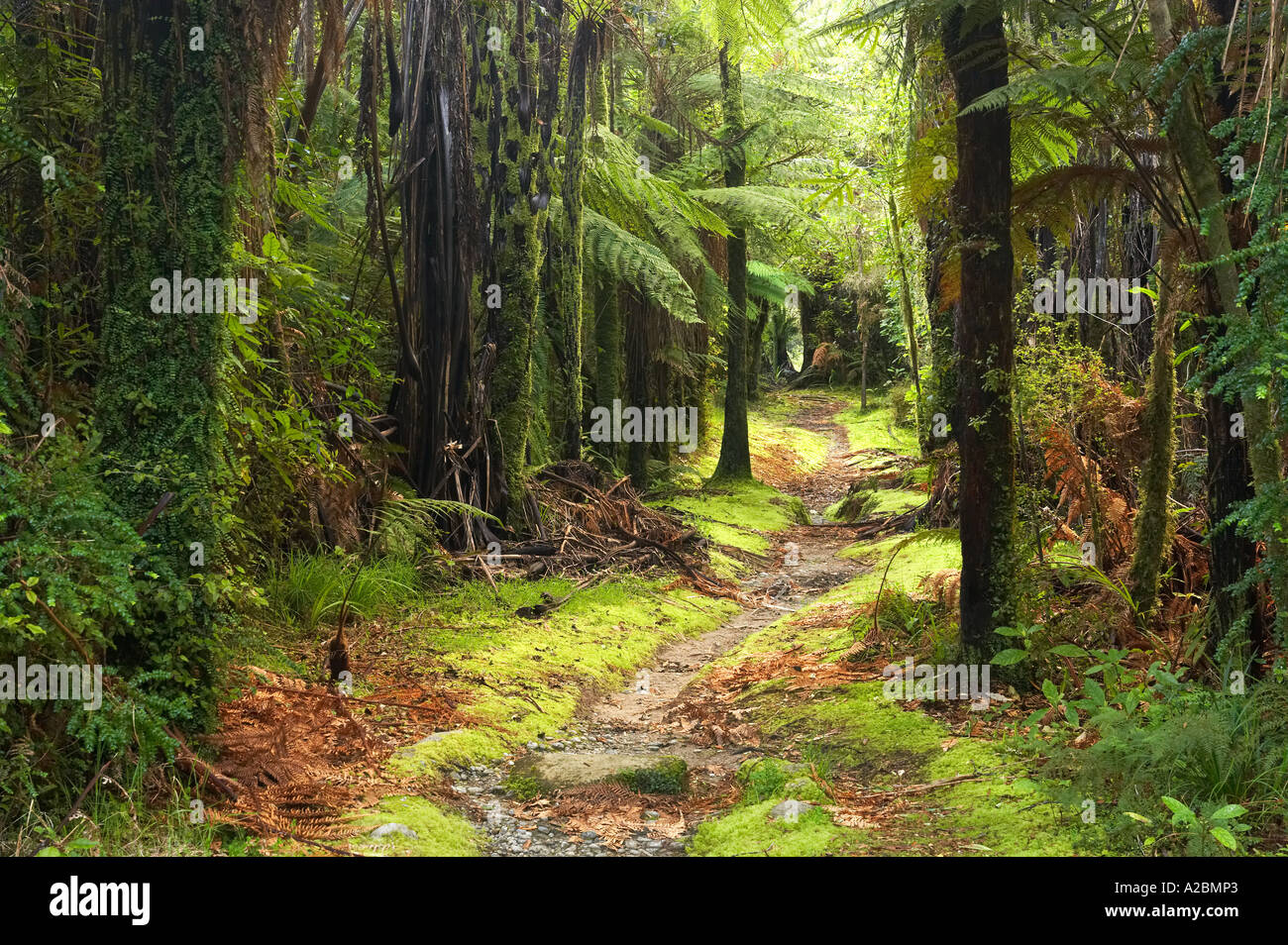 Track Paparoa National Park West Coast South Island New Zealand Stock ...