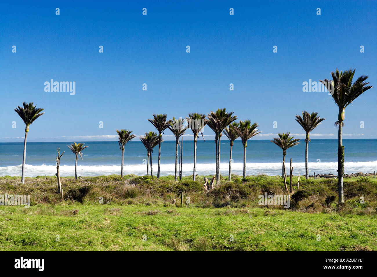 Nikau palms hi-res stock photography and images - Alamy