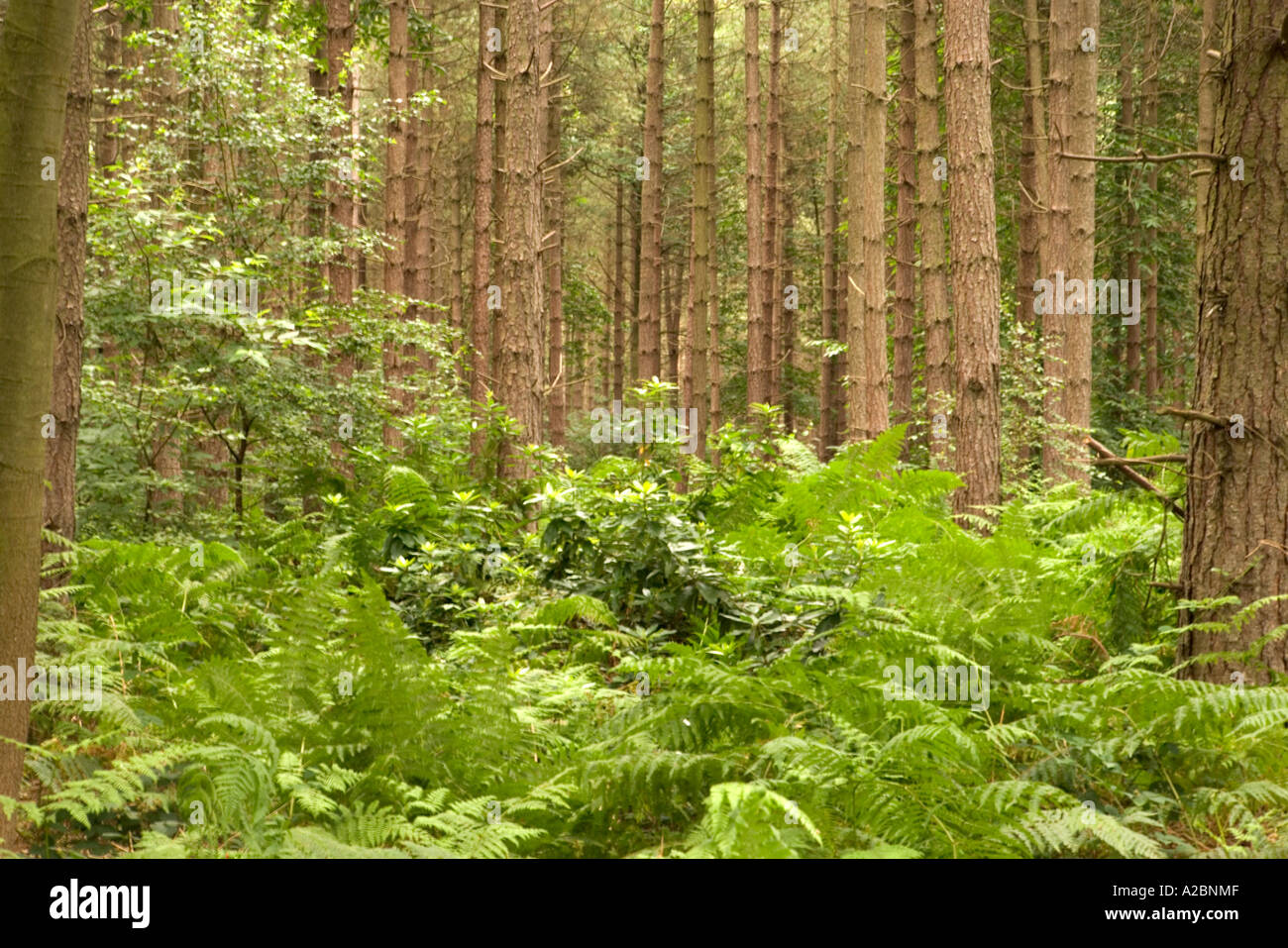 Trees in woodland on Sandringham Estate Norfolk England United Kingdom ...