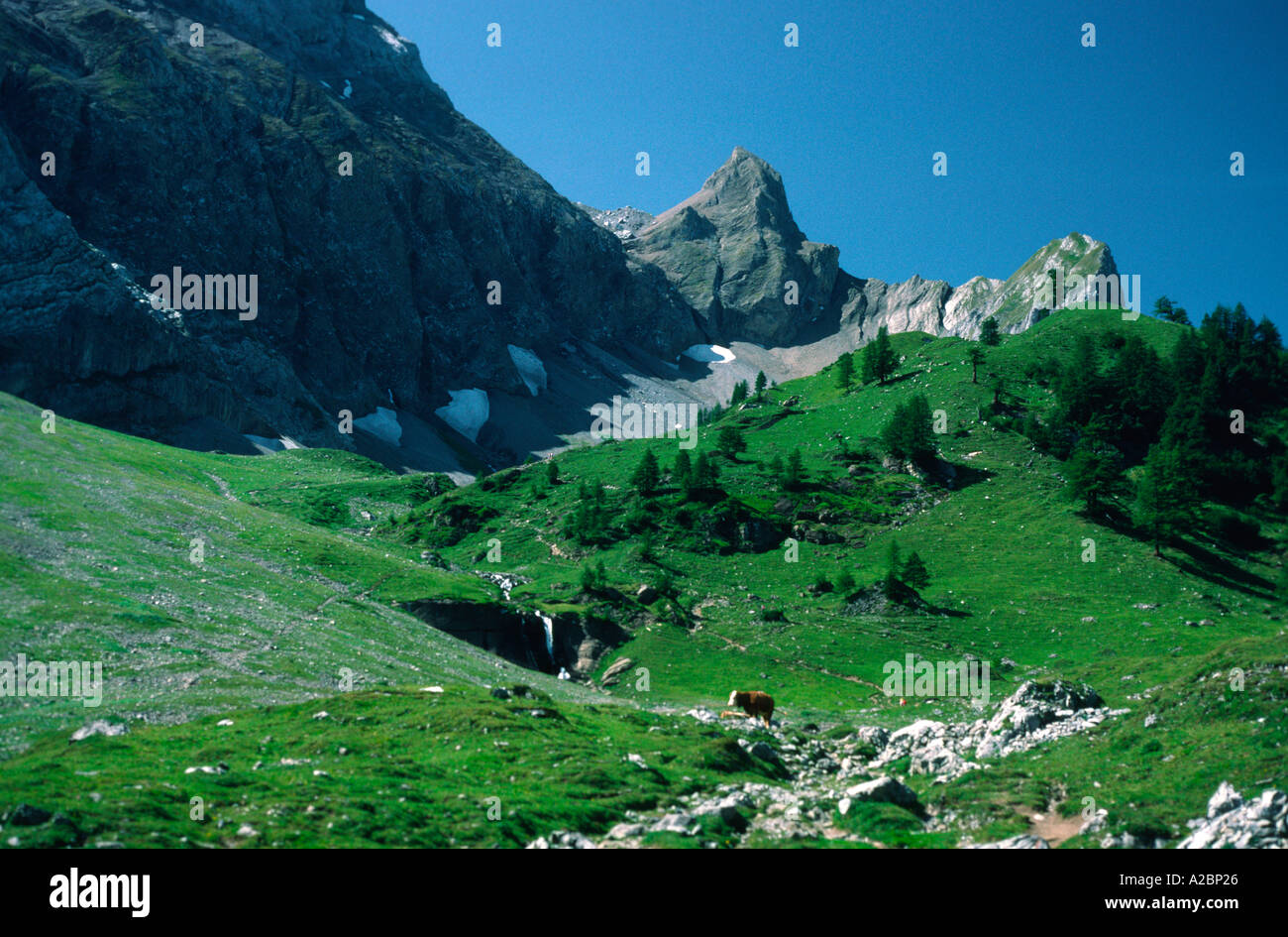 Cattle in the Simmental valley below mountains in Switzerland Stock ...