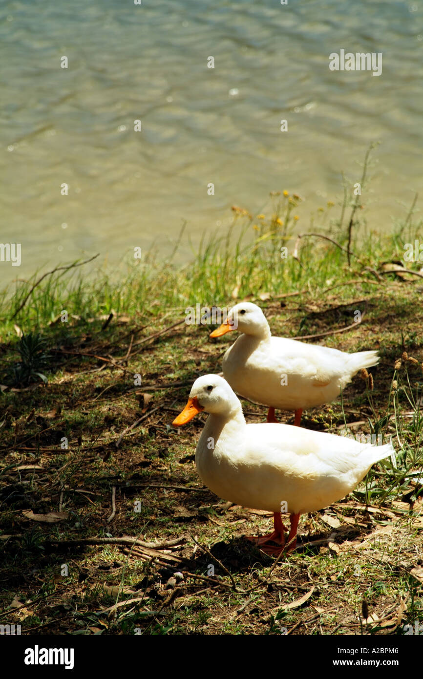 two white ducks at waters edge western cape South Africa RSA Stock ...